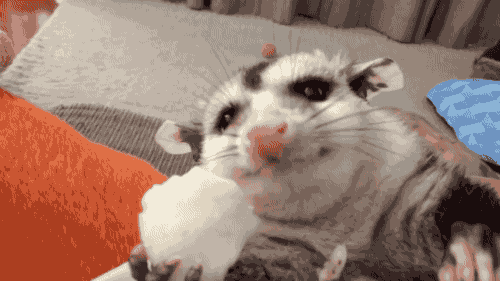 Things You Never Knew About Possums Night In The Woods Amino Amino